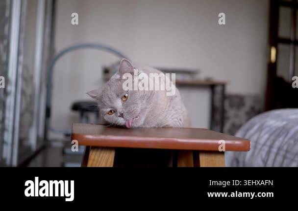 An adorable British Shorthair cat gently licks a wooden table surface ...