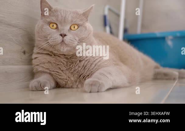 A charming British Shorthair cat rests comfortably, displaying an ...