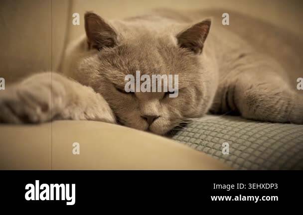 A fluffy British Shorthair cat lies comfortably on a couch cushion and ...