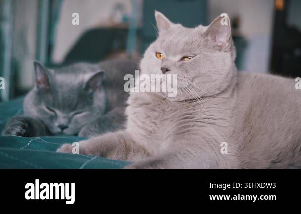 Two adorable British Shorthair cats rest quietly on a soft teal blanket ...