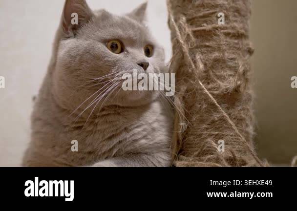 A close-up of a lilac British Shorthair cat looking intently towards a ...