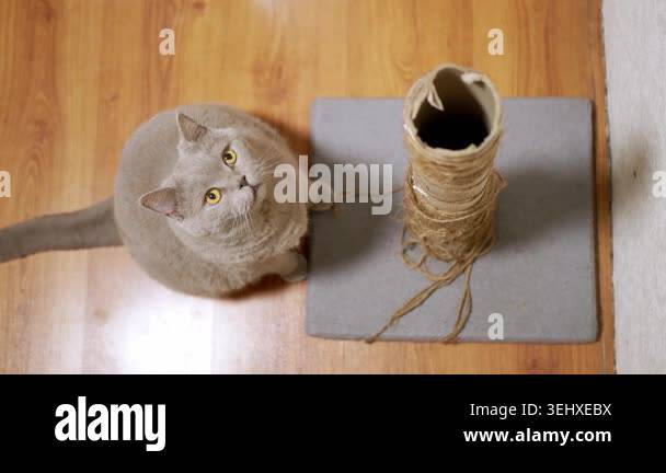 A grey British Shorthair cat sits on a wooden floor beside a damaged ...