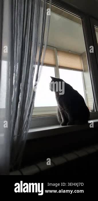 A silhouette of a gray cat, sitting calmly on a windowsill and looking ...