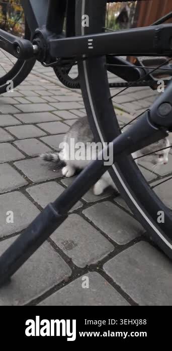 Small grey and white tabby kitten emerges from behind a bicycle wheel ...