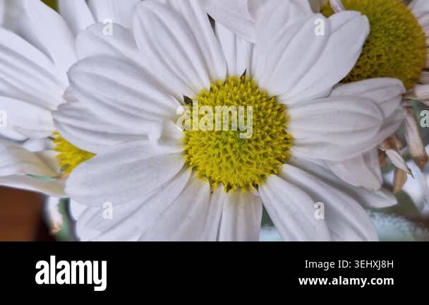 Close-up view of a white daisy flower with a vibrant yellow-green ...