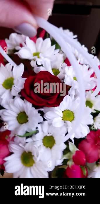 Female hand holds a lush bouquet featuring a red rose, white daisies ...