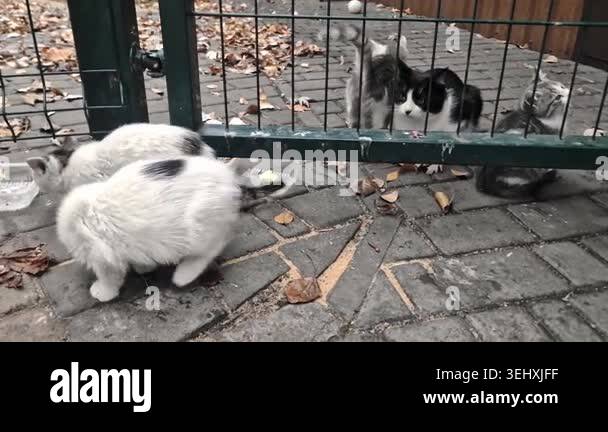Stray kittens eat from containers on a paved sidewalk while others wait ...
