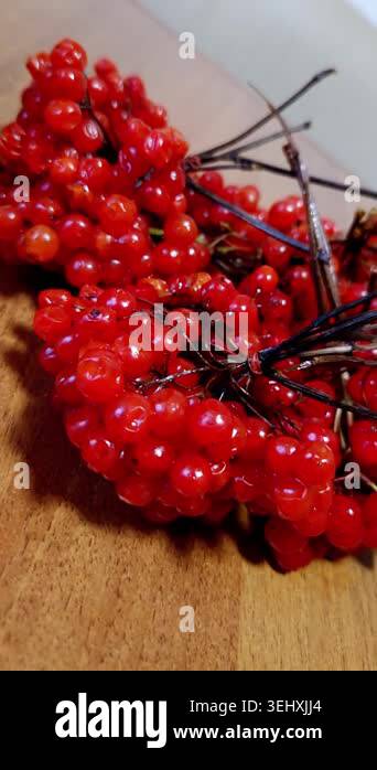 Ripe red viburnum opulus berries, also known as kalina, sit in clusters ...