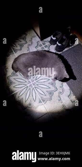 Fluffy grey British Shorthair cat stands on a patterned tile floor ...