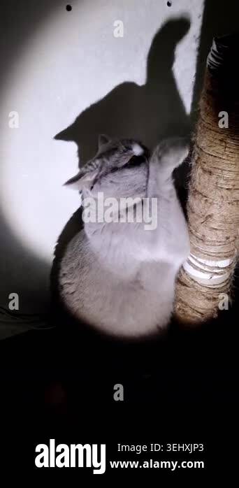 Grey domestic cat scratches and nuzzles a sisal rope scratching post. A ...