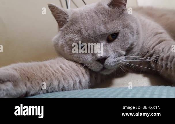 A British Shorthair cat with lilac fur and amber eyes rests its head on ...