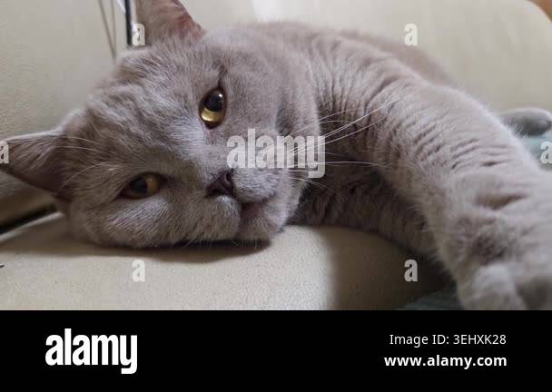 A serene lilac British Shorthair cat lounges contentedly on a soft ...