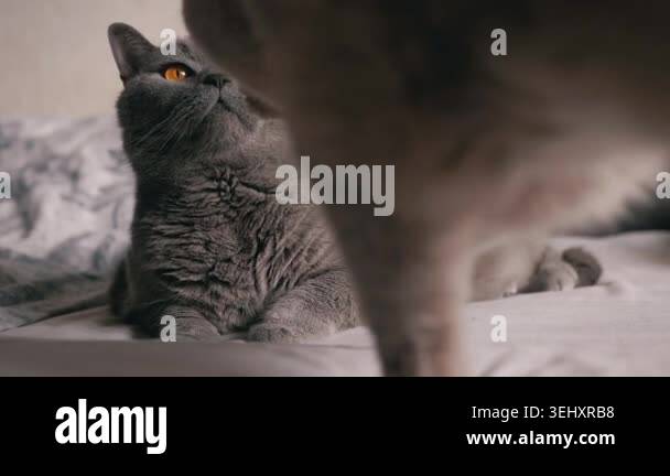 A curious grey British Shorthair cat stares intently at another cat ...