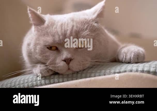 A gray British Shorthair cat rests its head on a green cushion, looking ...