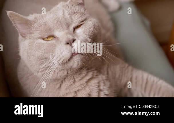 Close-up of a lilac British Shorthair cat squinting amber eyes while ...