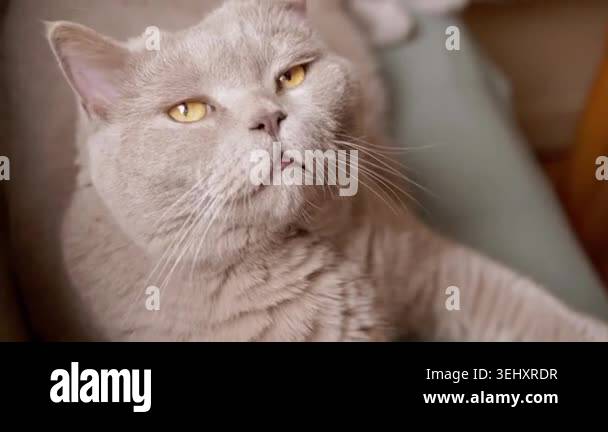 A British Shorthair cat with soft grey fur rests comfortably, blinking ...