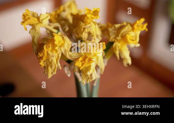 Yellow daffodils wilt and dry out in a vase against a soft blurred ...