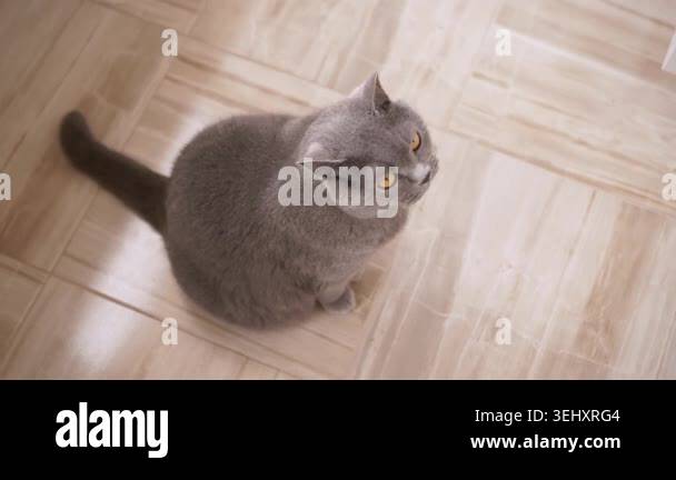 Top view, Gray British Shorthair cat sits on a light beige tiled floor ...