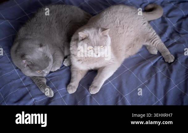 Two British Shorthair cats are resting peacefully side by side on a ...