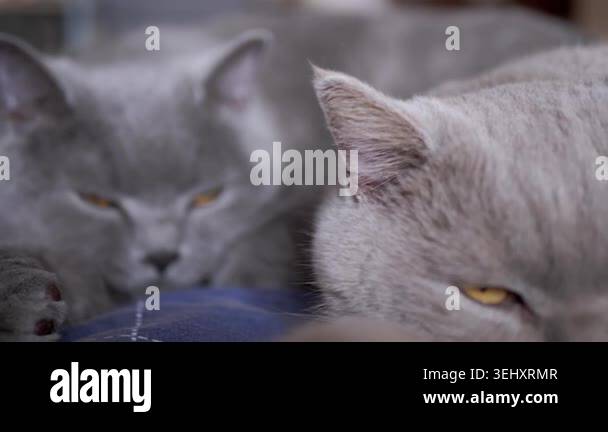 Two fluffy gray British Shorthair cats rest lazily on a cozy blue ...
