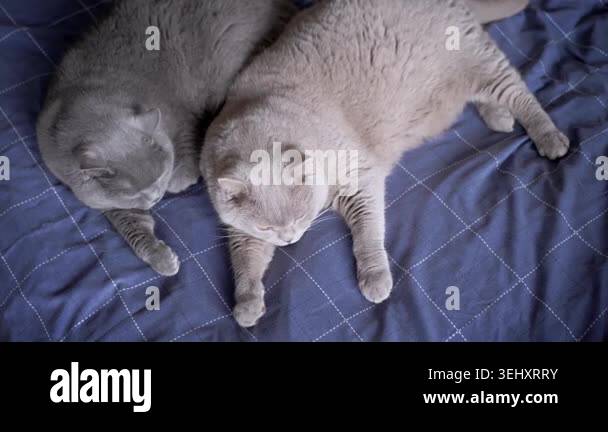 Two fluffy British Shorthair cats lie comfortably together on a ...