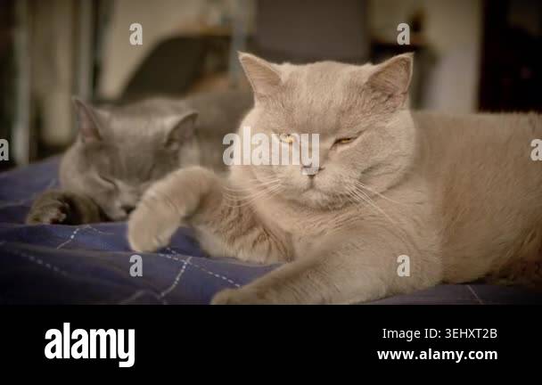 Two British Shorthair cats rest on a blue quilted blanket while the ...