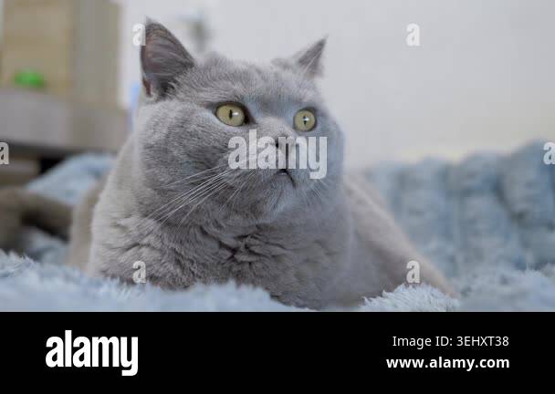 A grey British Shorthair cat rests comfortably on a soft blanket while ...