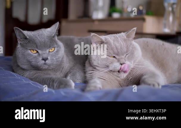 Two sleepy British Shorthair cats rest side by side on a blue bed ...