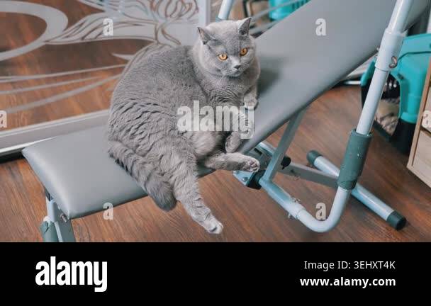 A gray British Shorthair cat rests lazily on a home exercise machine in ...