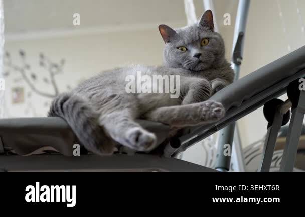 A grey British Shorthair cat lies comfortably on a chair, staring ...