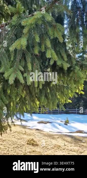 Lush green spruce branches hang over a mountainside landscape with ...