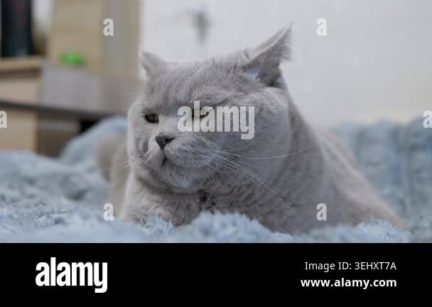 A gray British Shorthair cat lies comfortably on a soft blanket ...