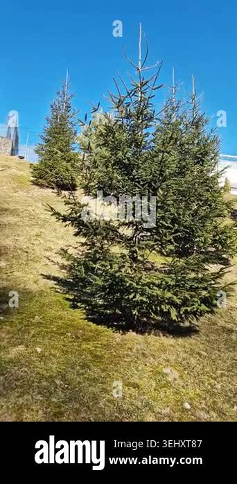 Small spruce trees grow on a steep sunlit grassy hillside next to a ...