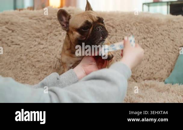 Woman gently bandages pug dogs injured paw on home sofa, showing care ...