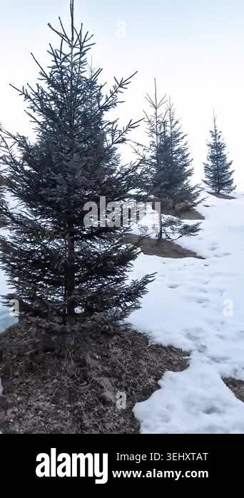 Young evergreen spruce trees stand in rows across a snowy hillside ...