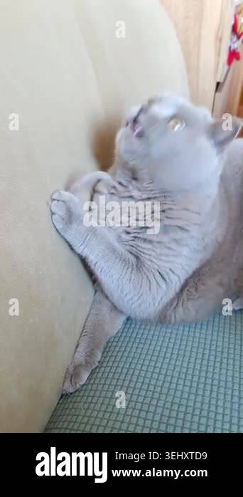 A fluffy grey British Shorthair cat is intensely licking a beige sofa ...