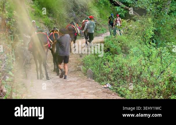 Group of hikers with loaded pack mules walking on a dusty mountain path ...