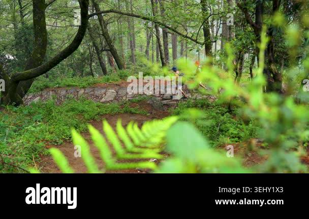 Narrow dirt path surrounded by lush vegetation and tall trees in a ...