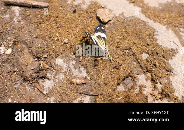Colorful Himalayan monal pheasant searching for food on a moss-covered ...