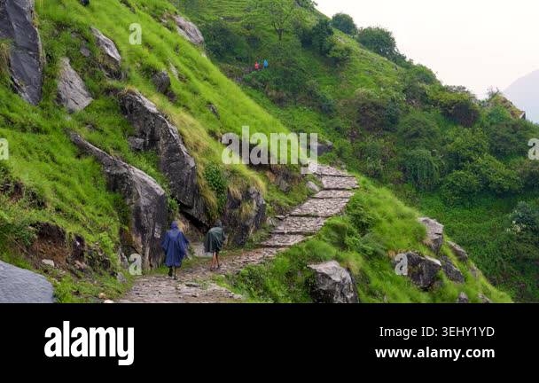 A person treks along a rocky path surrounded by dense vegetation and ...