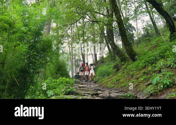 Group of hikers navigating a misty forest path surrounded by dense ...