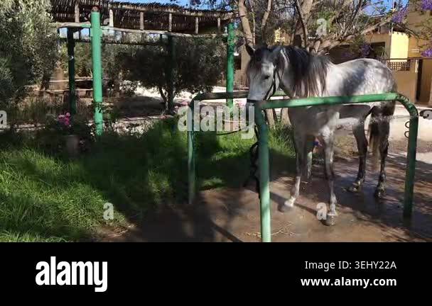 Video of a horse being washed with a water hose in an outdoor stable ...