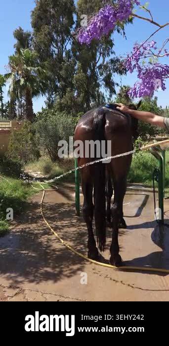 Video of a horse being washed with a water hose in an outdoor stable ...
