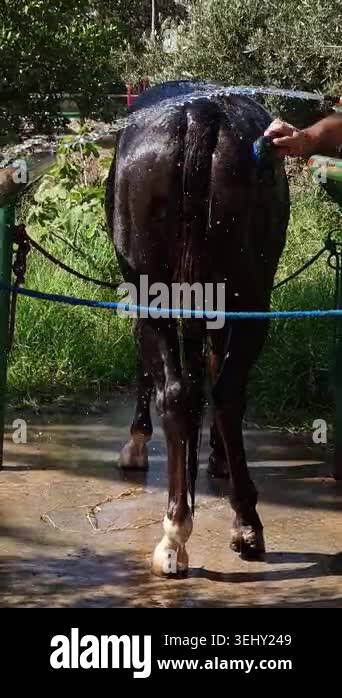 Video of a horse being washed with a water hose in an outdoor stable ...