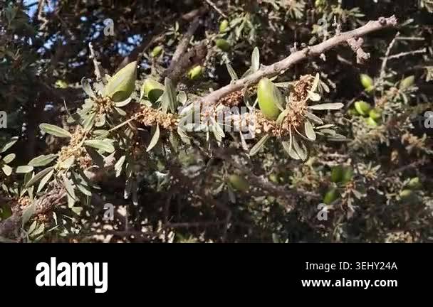 Branch of an argan tree with ripening fruits swaying gently under ...