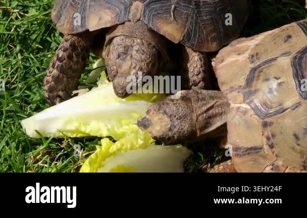 Close-up footage of tortoises feeding on fresh lettuce leaves while ...