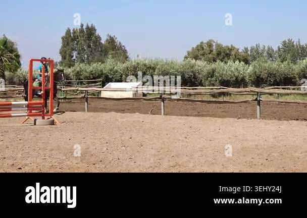 Young rider practicing horseback riding on a chestnut horse in an ...