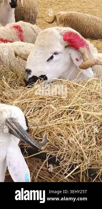 Close-up video of several sheep and rams resting and feeding on dry hay ...