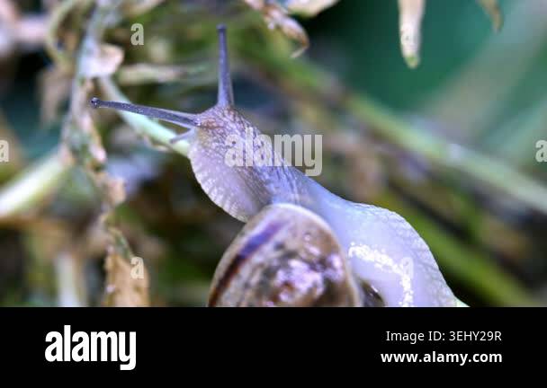 Snail on the green leaf close-up Stock Video Footage - Alamy
