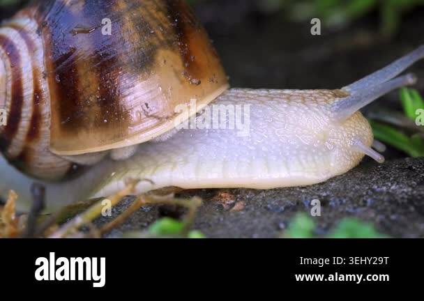 Snail on the green leaf close-up Stock Video Footage - Alamy